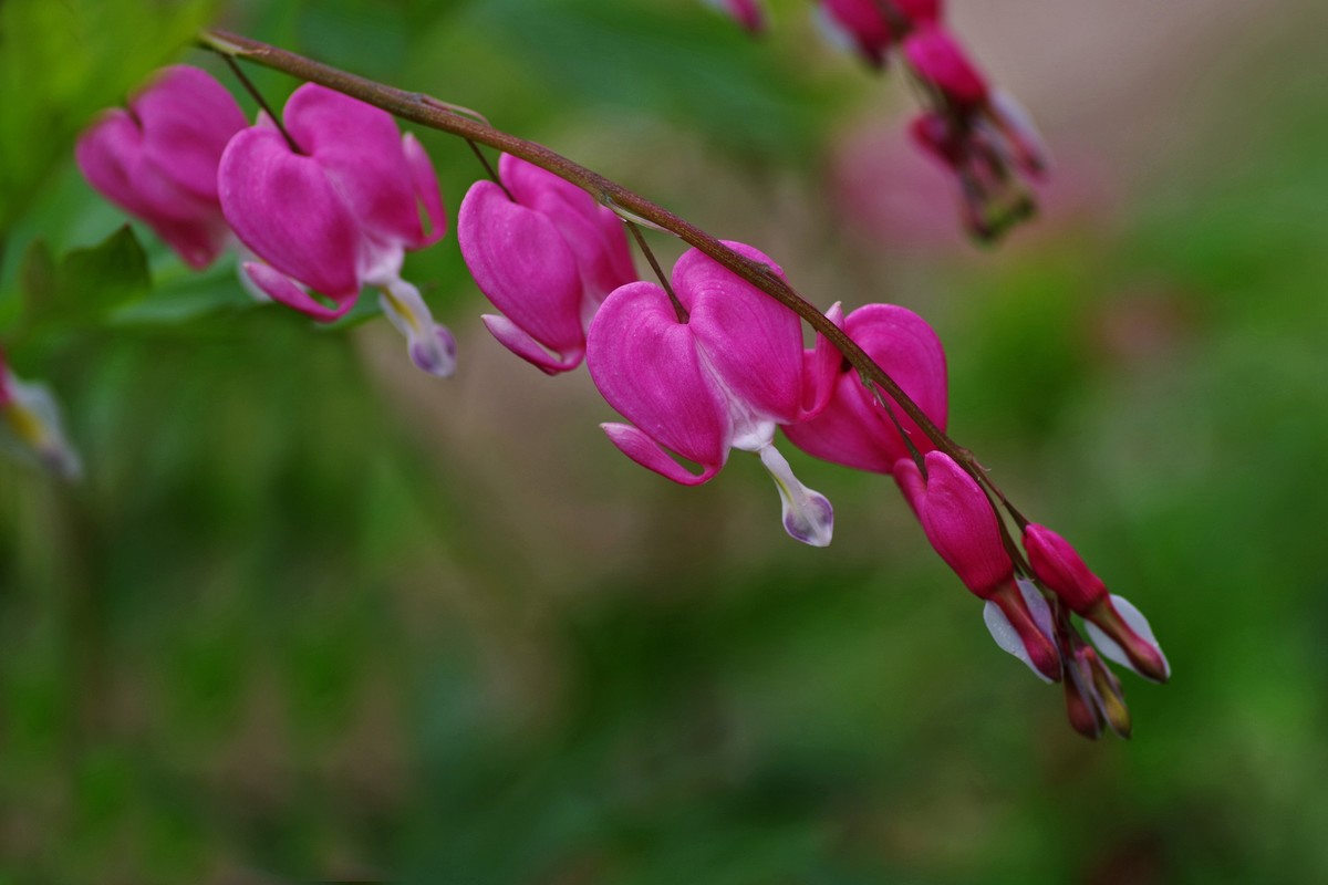 荷包牡丹-中关村在线摄影论坛