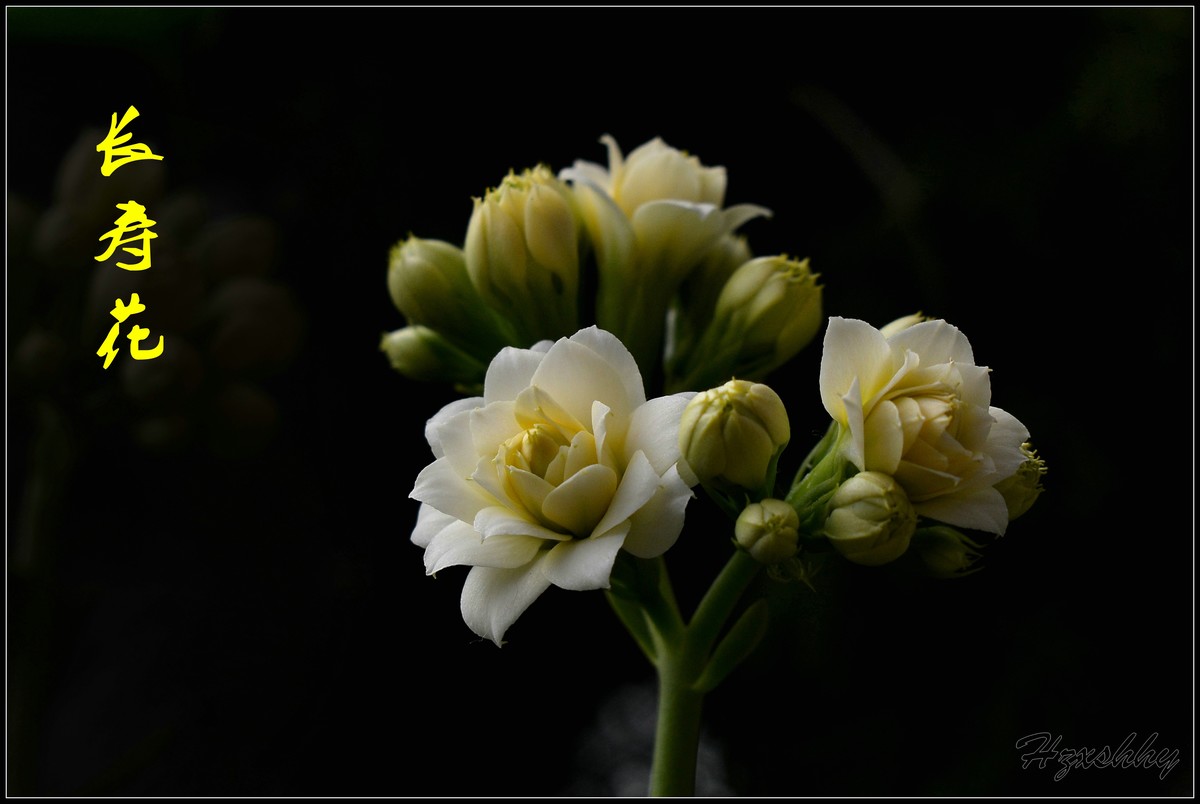 长寿花（2024290）-中关村在线摄影论坛