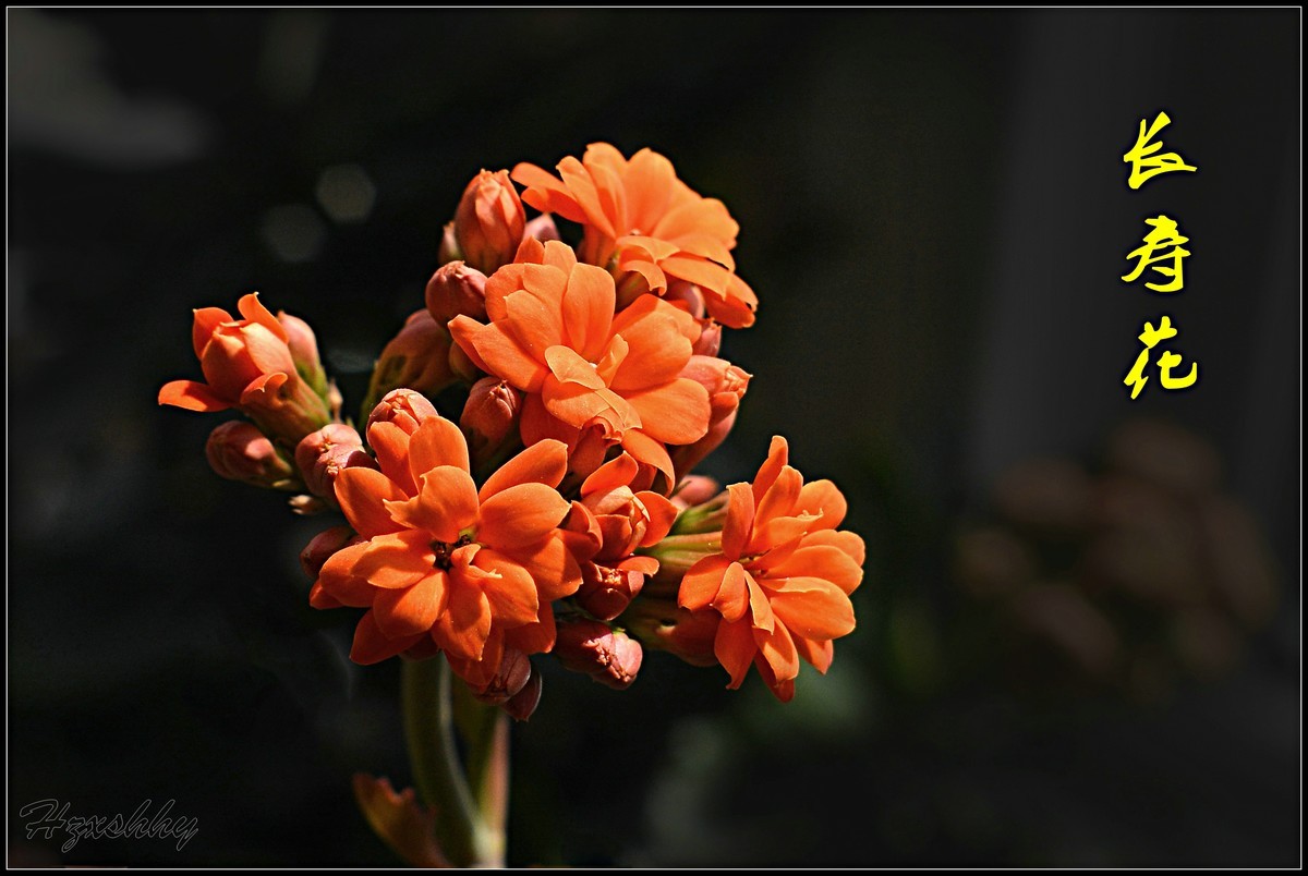 长寿花（2024290）-中关村在线摄影论坛