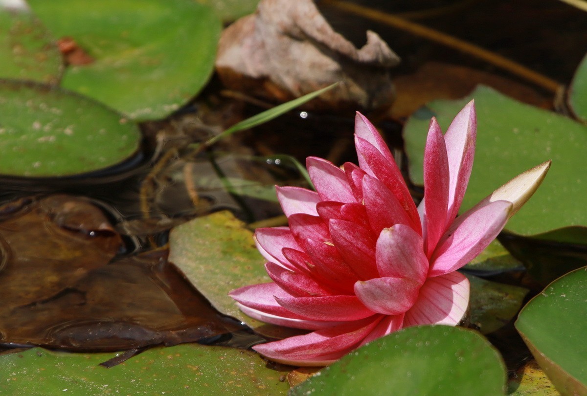 关东百花园（341）——睡莲-中关村在线摄影论坛