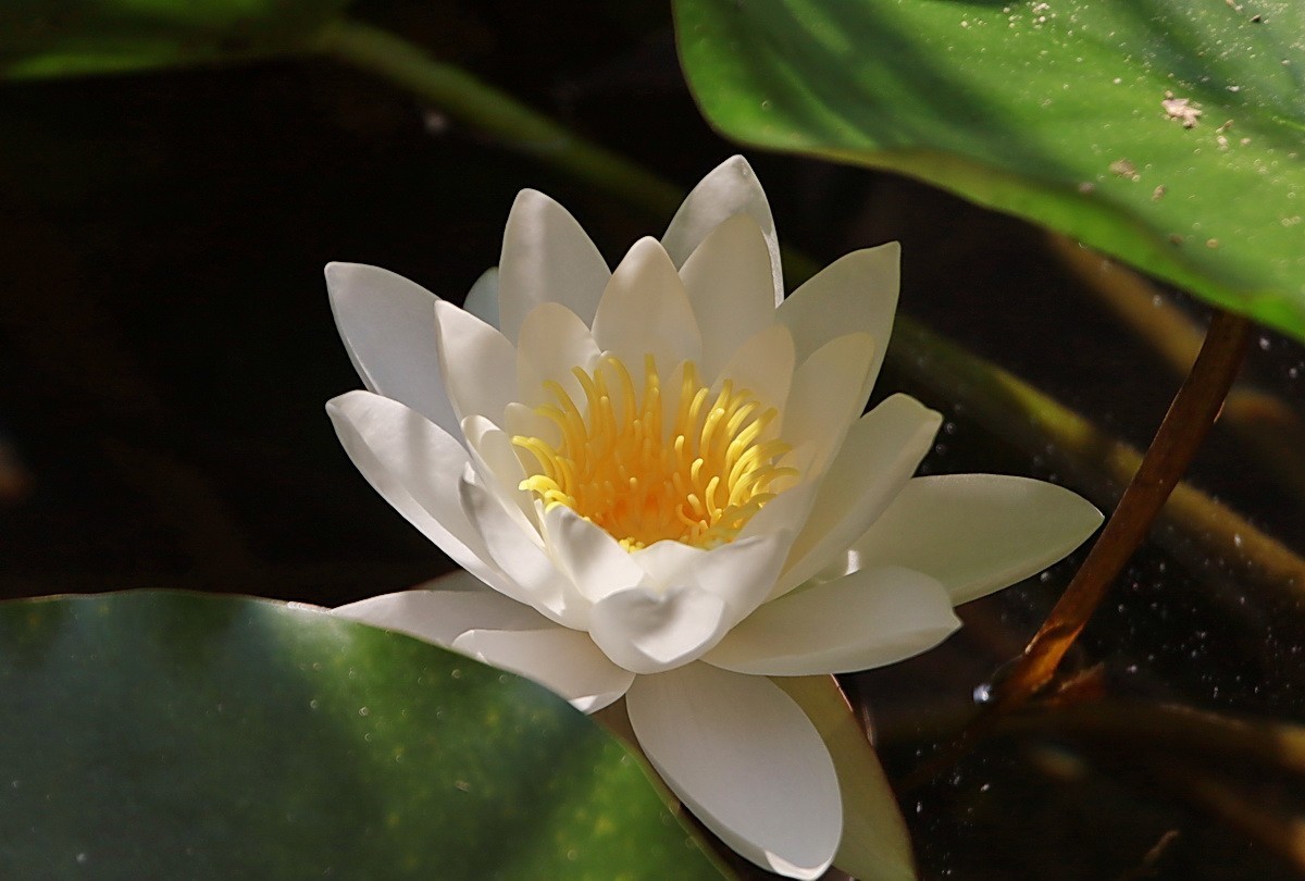 关东百花园（341）——睡莲-中关村在线摄影论坛