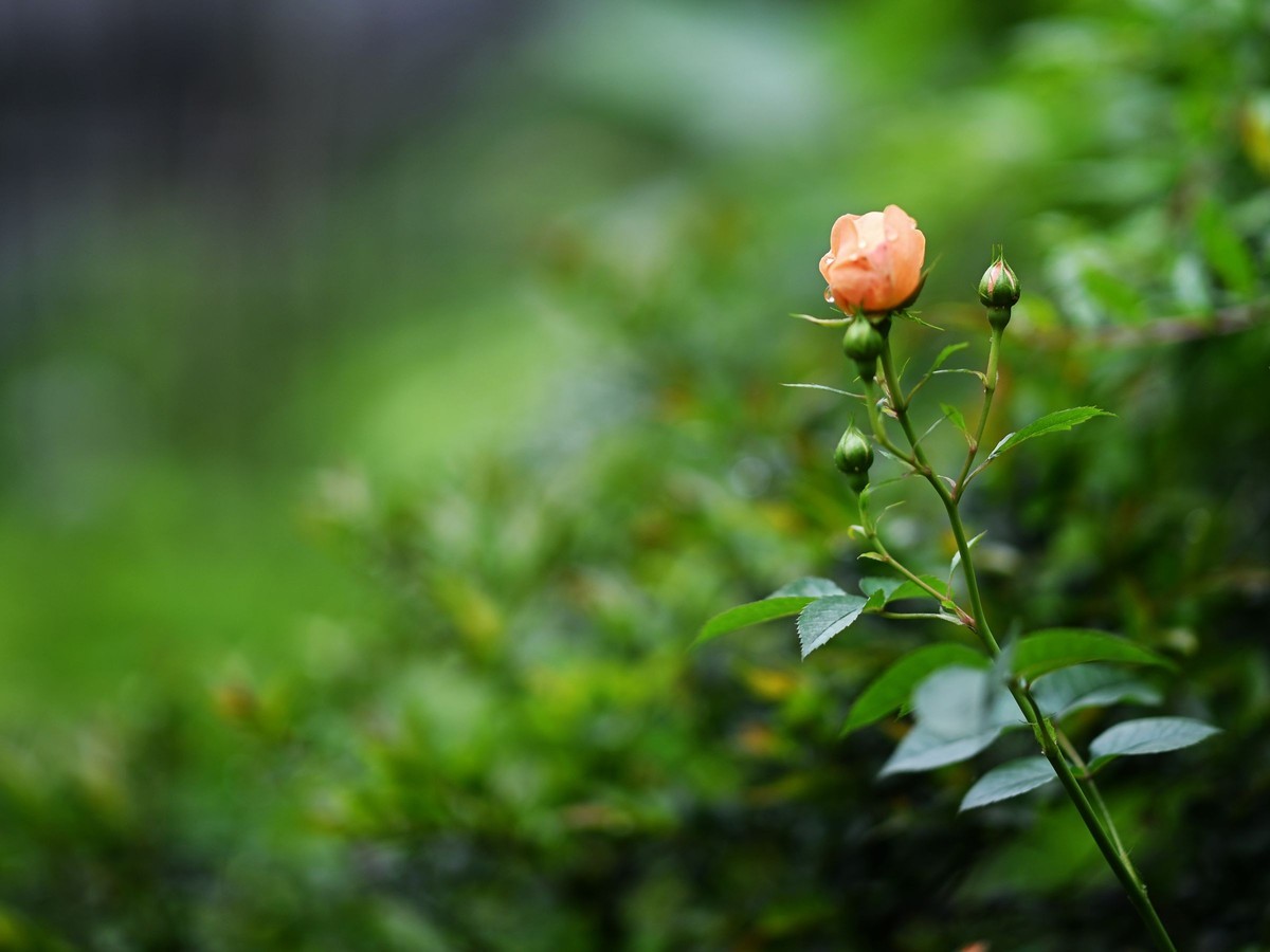 尼康ZF配二代FTZ转接环+58 1.4G/105 1.4E随拍自家花卉5-中关村在线摄影论坛