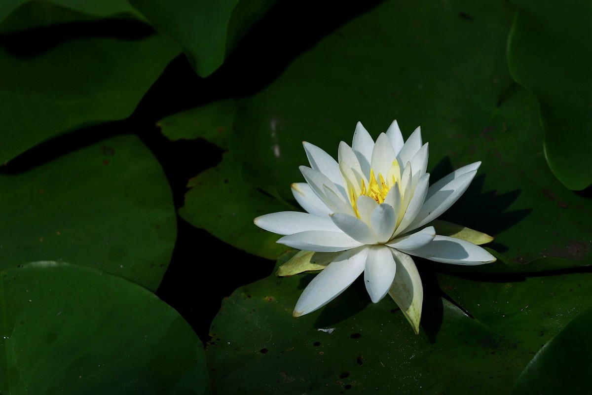 睡莲 (7)-中关村在线摄影论坛