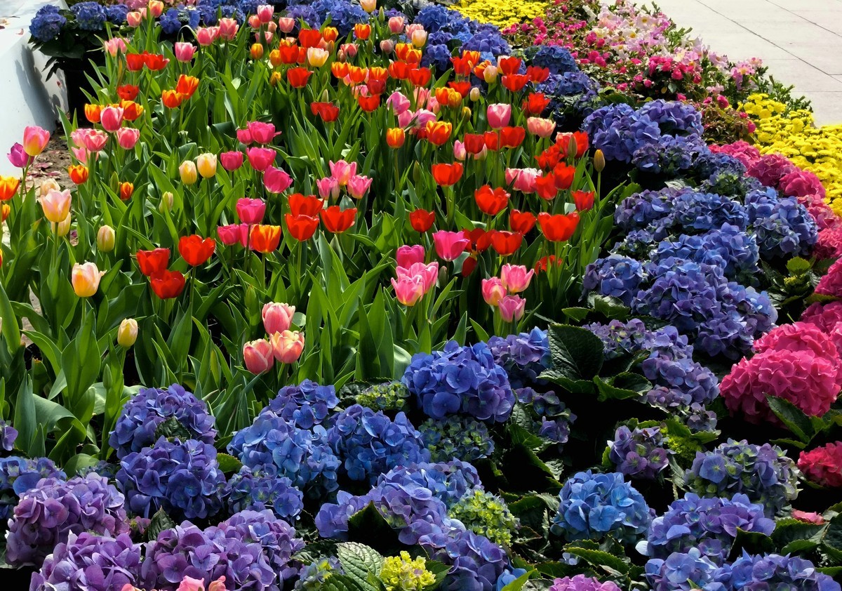 白云区花博园。-中关村在线摄影论坛