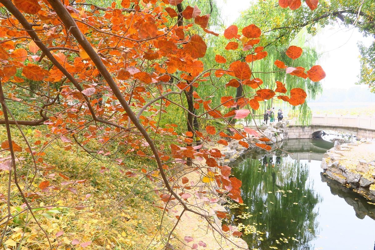 圆明园秋【十一】-中关村在线摄影论坛