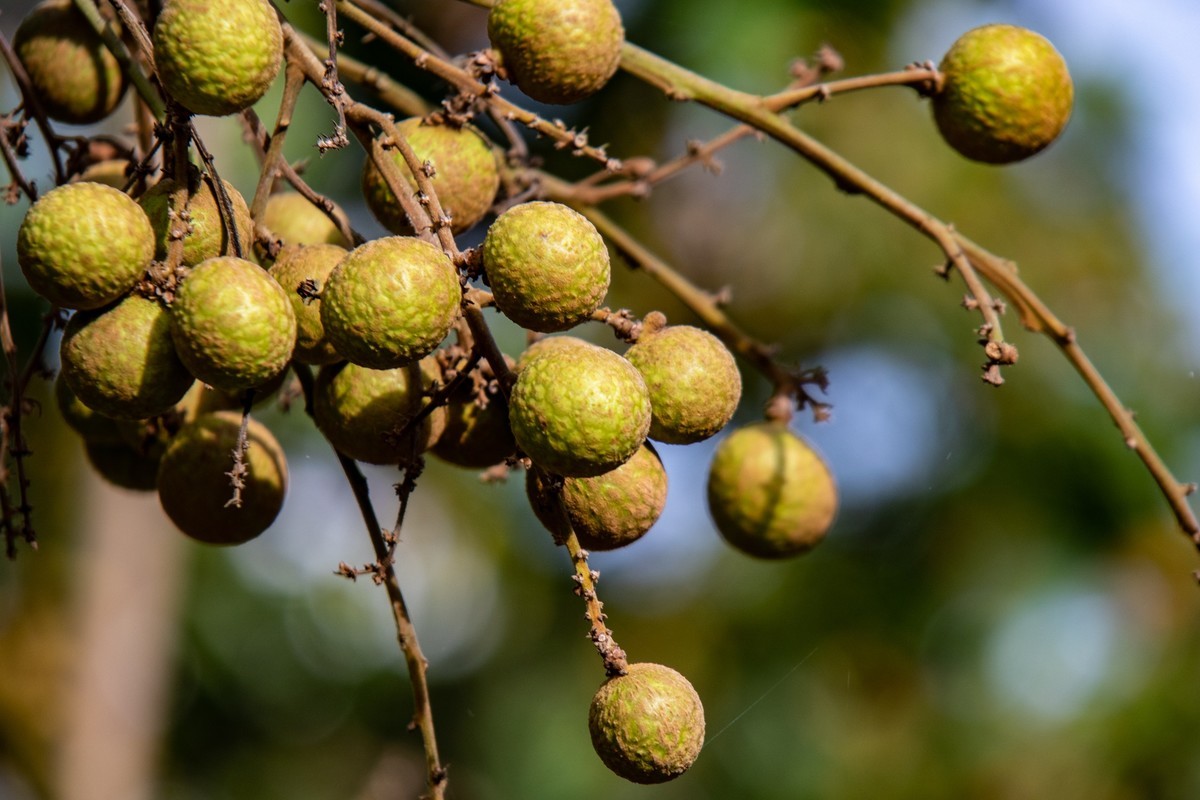 花枝招展（二十一）-中关村在线摄影论坛