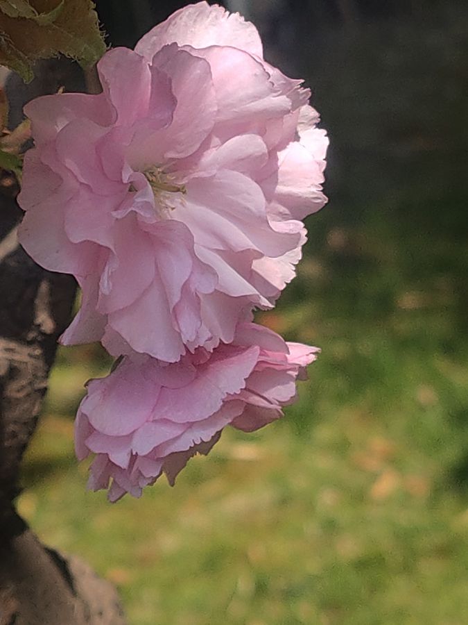 花卉系列【5317】-中关村在线摄影论坛