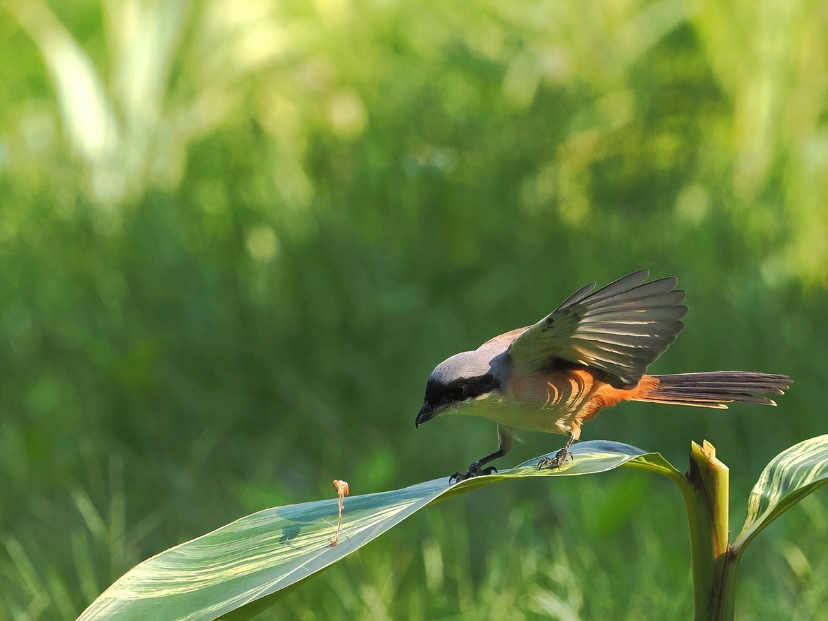 东山湖公园 伯劳（38）-中关村在线摄影论坛