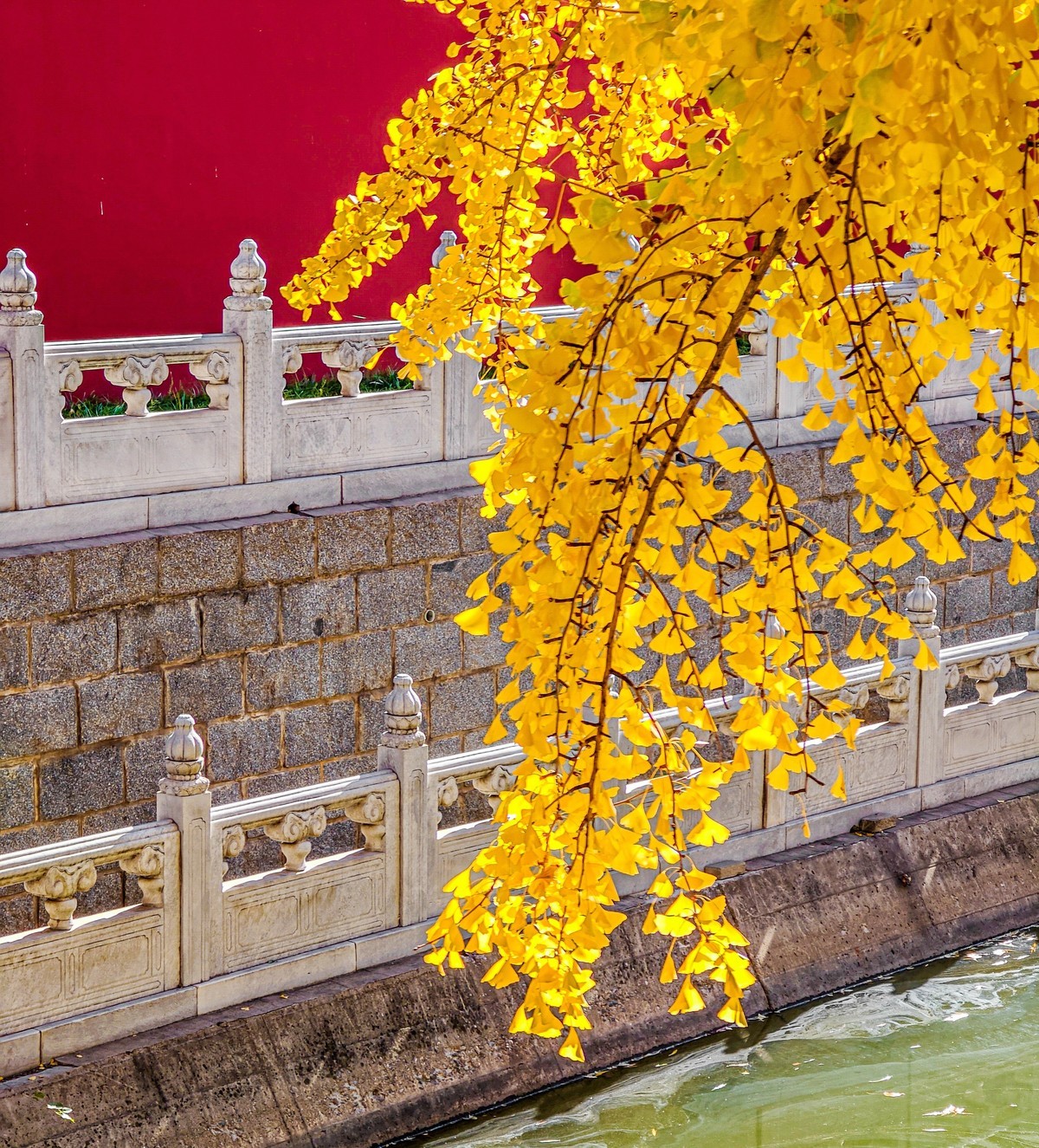 手机游拍20241105《19》-中关村在线摄影论坛