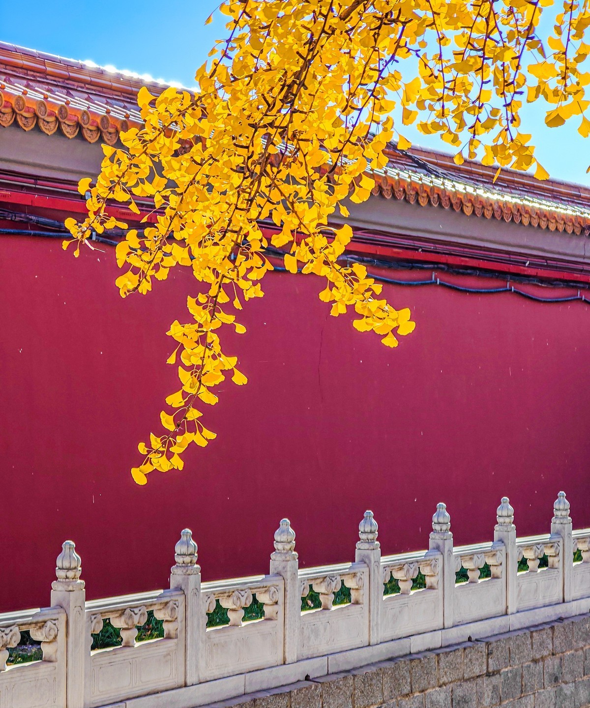 手机游拍20241105《19》-中关村在线摄影论坛