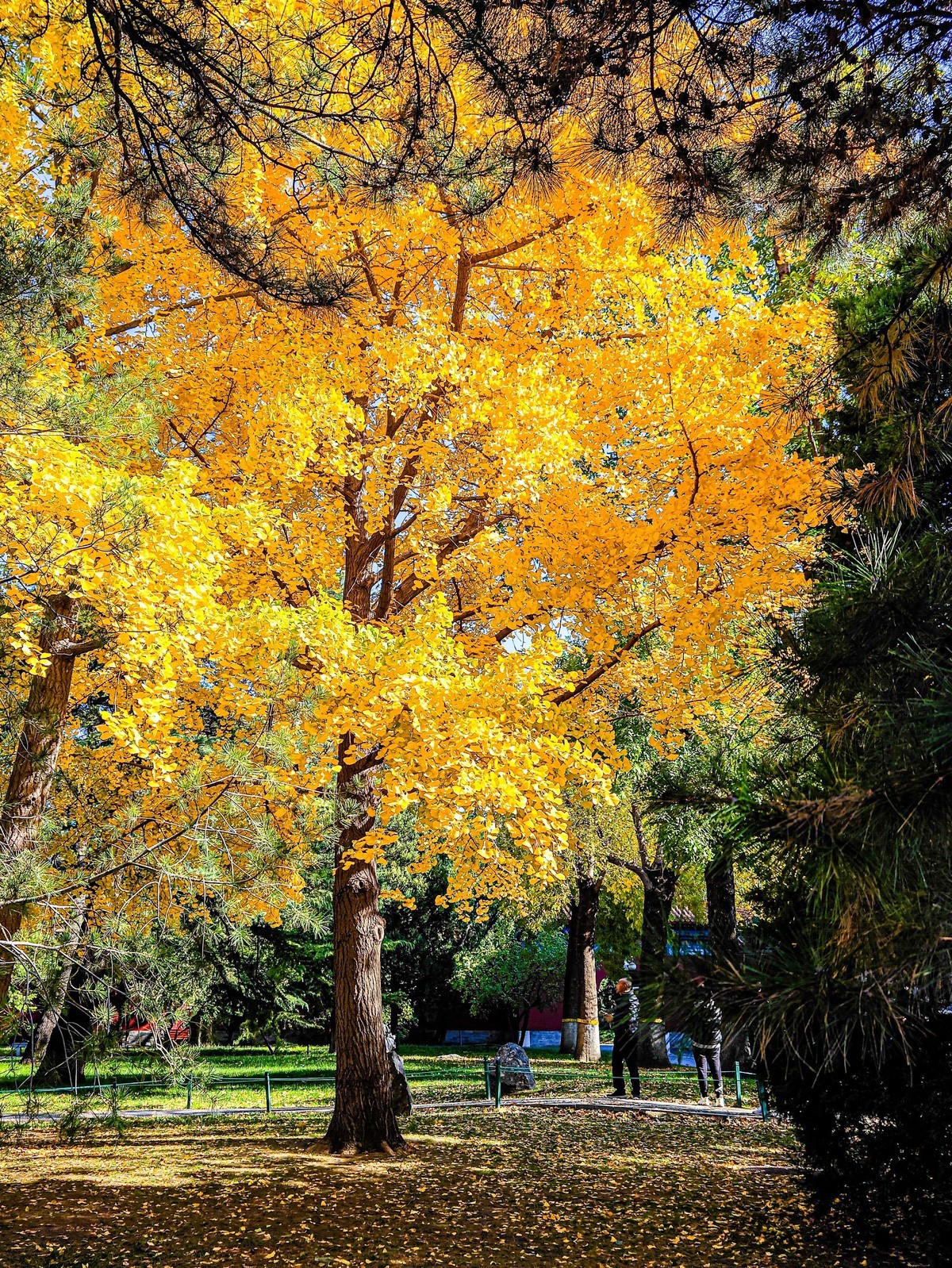 手机游拍20241105《49》-中关村在线摄影论坛