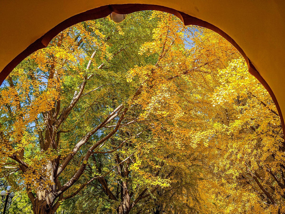 手机游拍20241105《49》-中关村在线摄影论坛