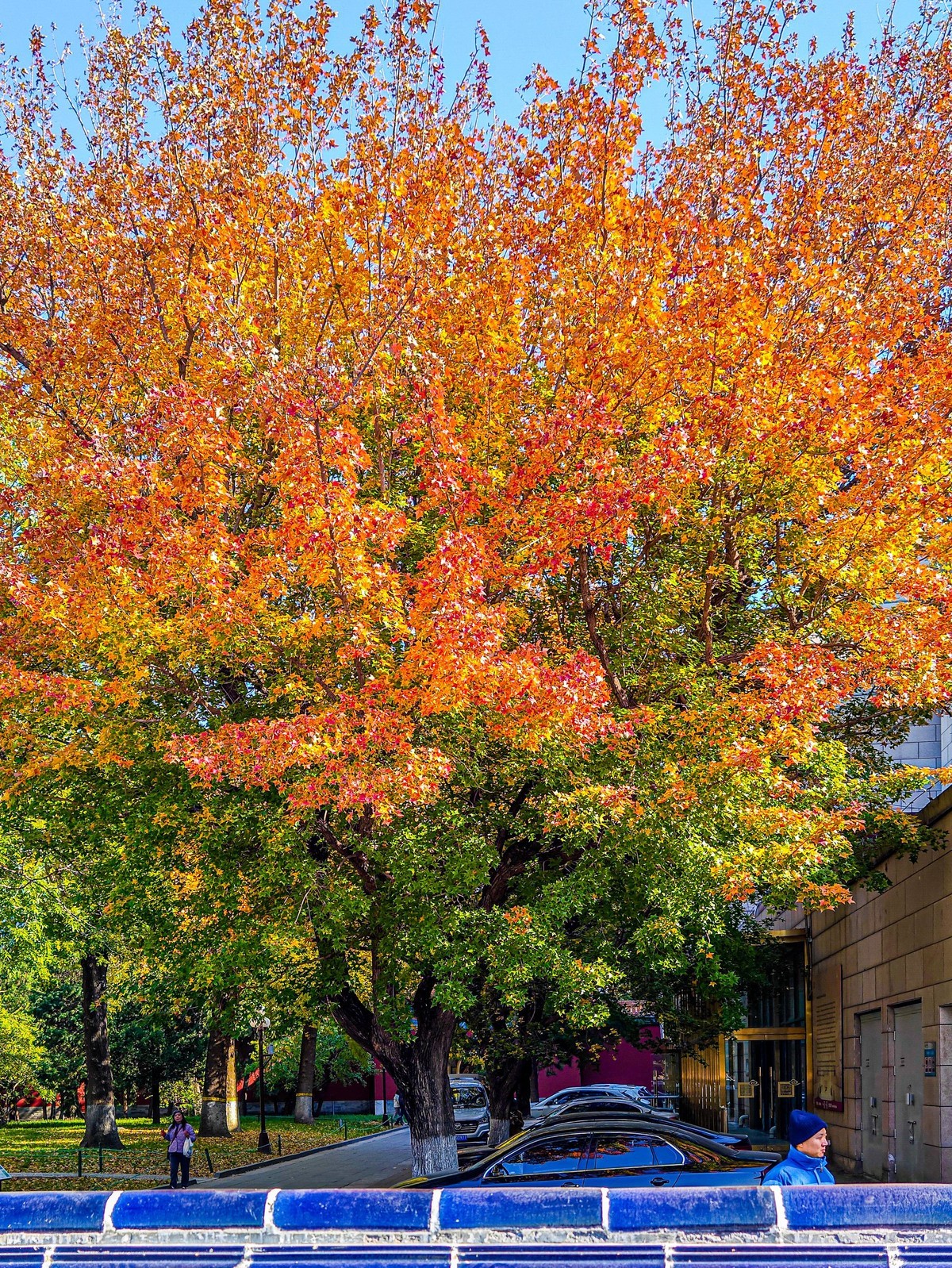 手机游拍20241105《49》-中关村在线摄影论坛