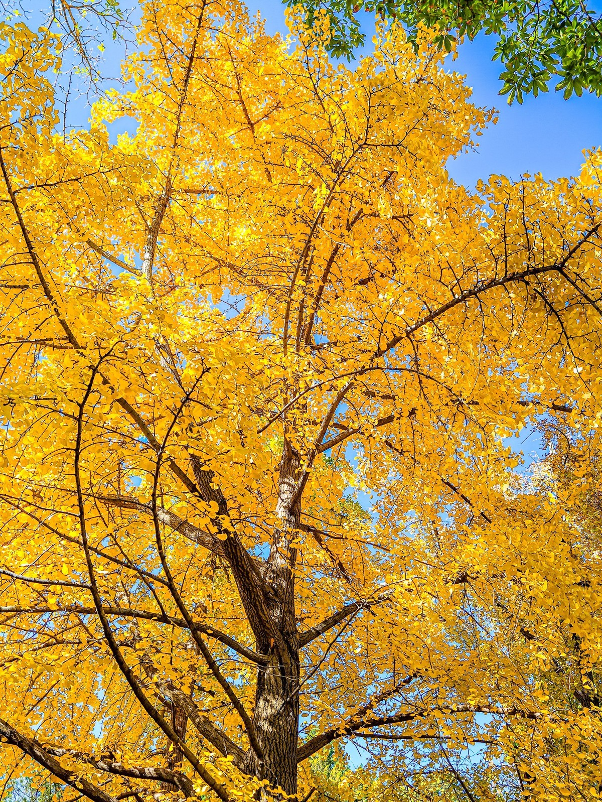 手机游拍20241105《49》-中关村在线摄影论坛