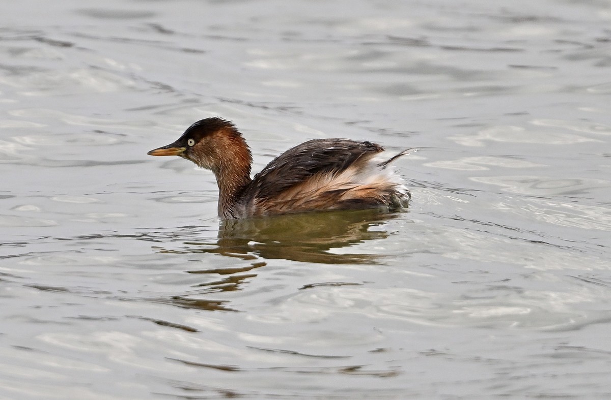 一组小piti鸟-中关村在线摄影论坛