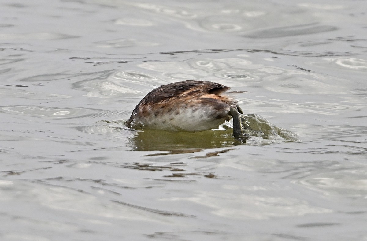 一组小piti鸟-中关村在线摄影论坛