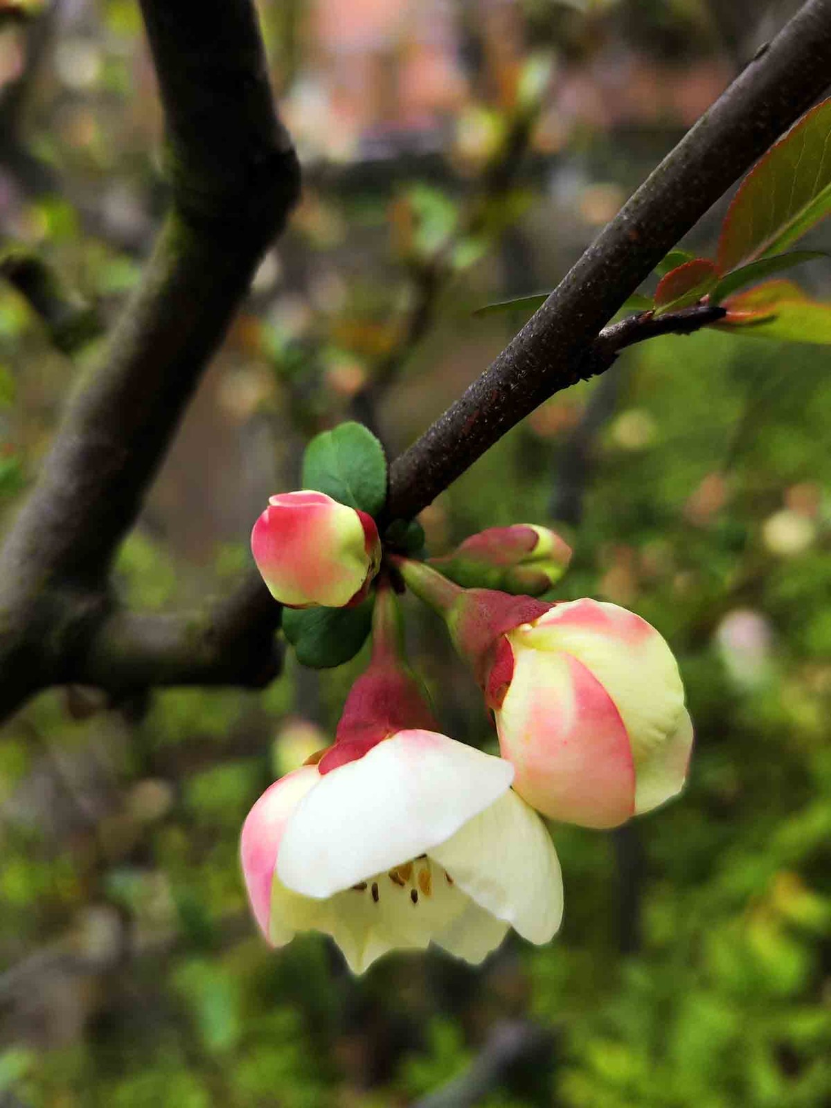 海棠-中关村在线摄影论坛