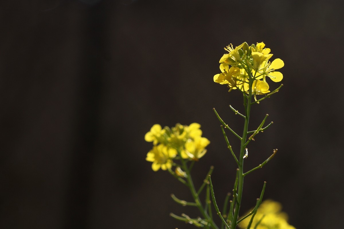 花卉-菜花-中关村在线摄影论坛