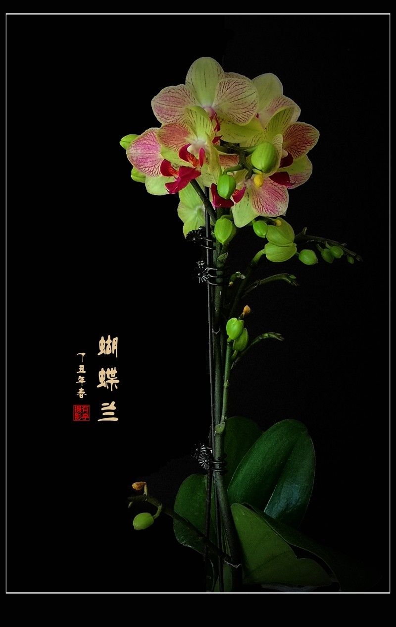 蝴蝶兰弱光下手机拍摄210205(1)-中关村在线摄影论坛