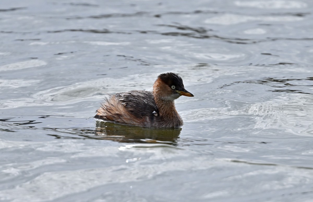 一组小piti鸟-中关村在线摄影论坛