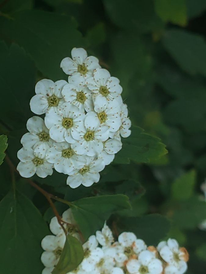 花卉系列【4486】-中关村在线摄影论坛