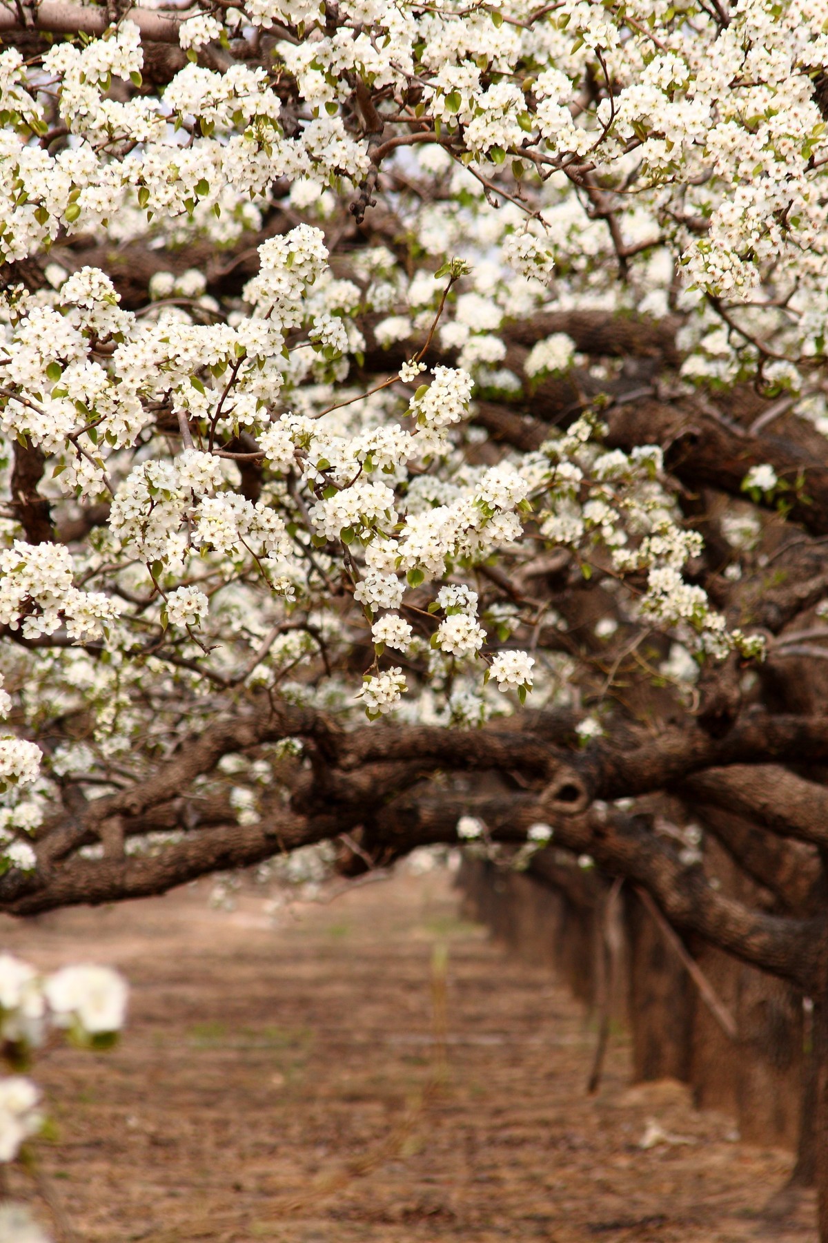 京白梨大家族主题公园-中关村在线摄影论坛