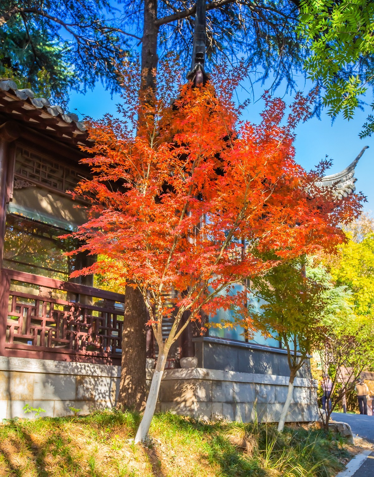 2023-12-27南京栖霞山（七）-中关村在线摄影论坛