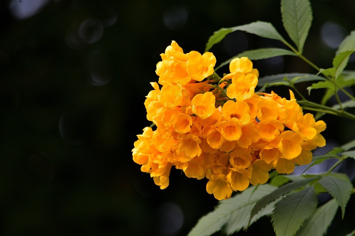 黄钟树花2-中关村在线摄影论坛