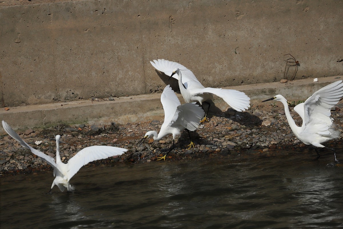 白鹭（ 拍鸟57）-中关村在线摄影论坛