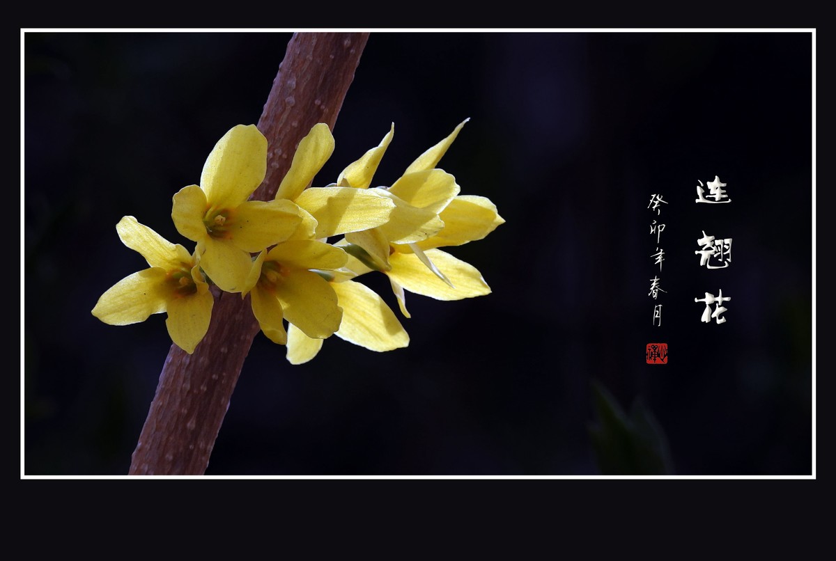 【高清图】金灿灿的连翘花-中关村在线摄影论坛