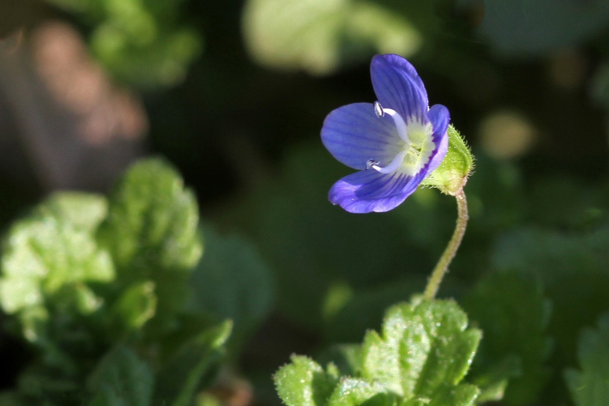 初春小野花-阿拉伯婆婆纳-中关村在线摄影论坛