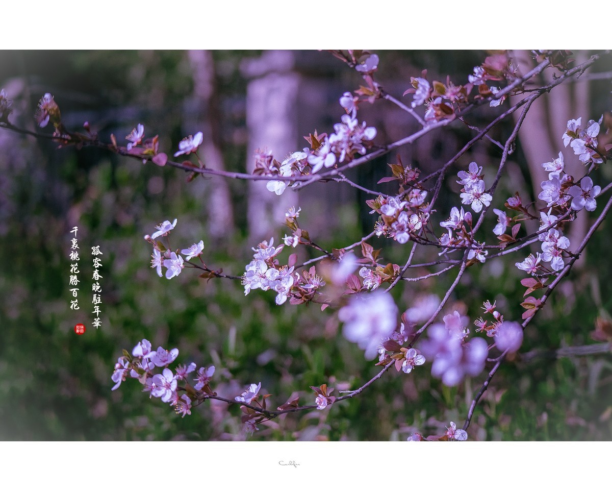 佳能小微单山桃花-中关村在线摄影论坛