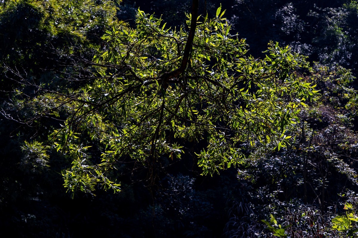 帽峰山（十三）完-中关村在线摄影论坛