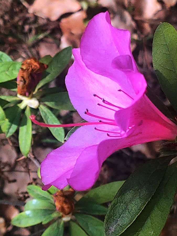 花卉系列【4135】-中关村在线摄影论坛