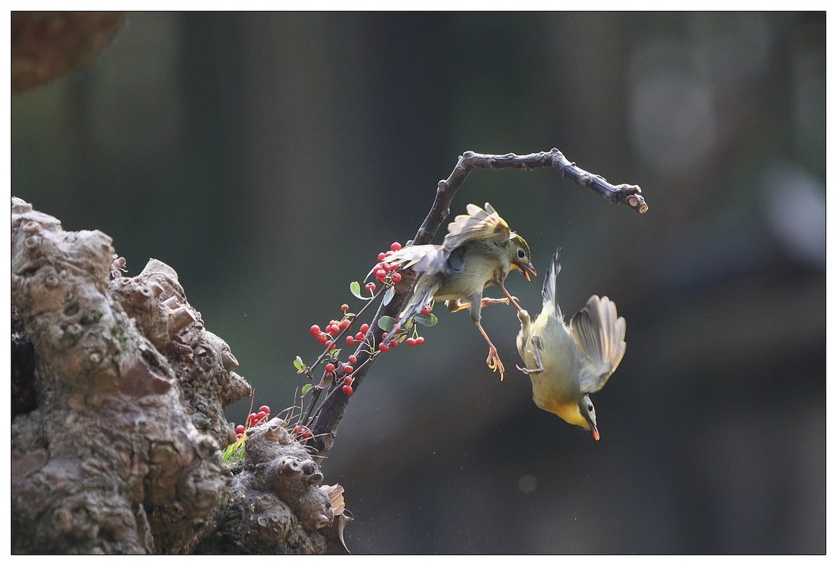 回归的相思鸟（二十三）-中关村在线摄影论坛