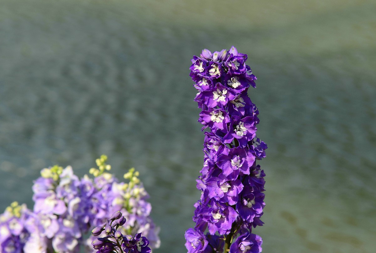 高翠雀花。-中关村在线摄影论坛