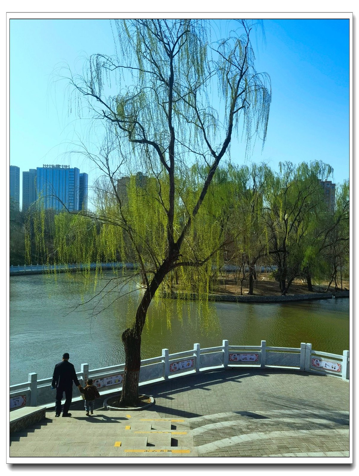 柳绿花红 2【2023-0226】-中关村在线摄影论坛