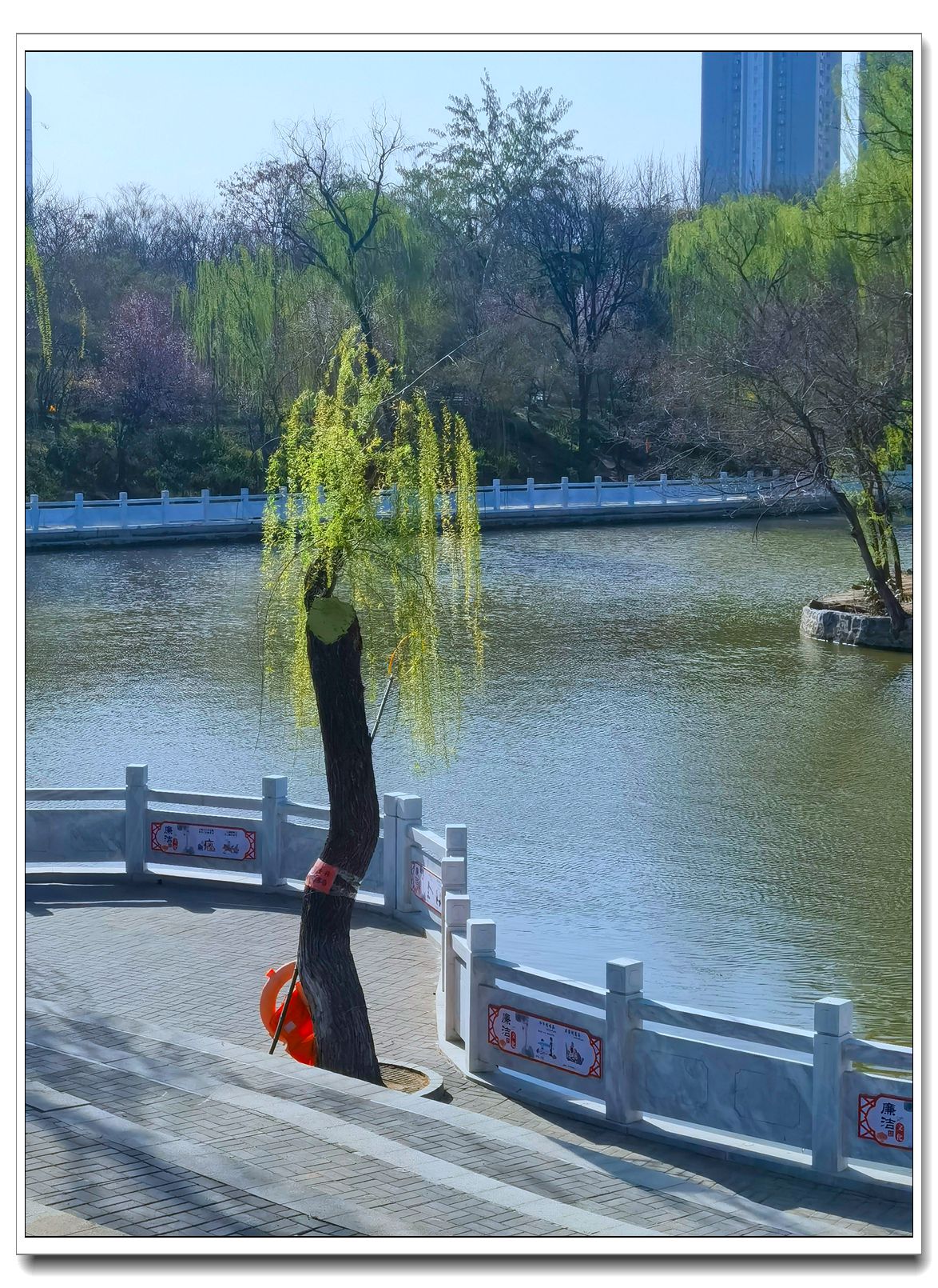 柳绿花红 3【2023-0227】-中关村在线摄影论坛