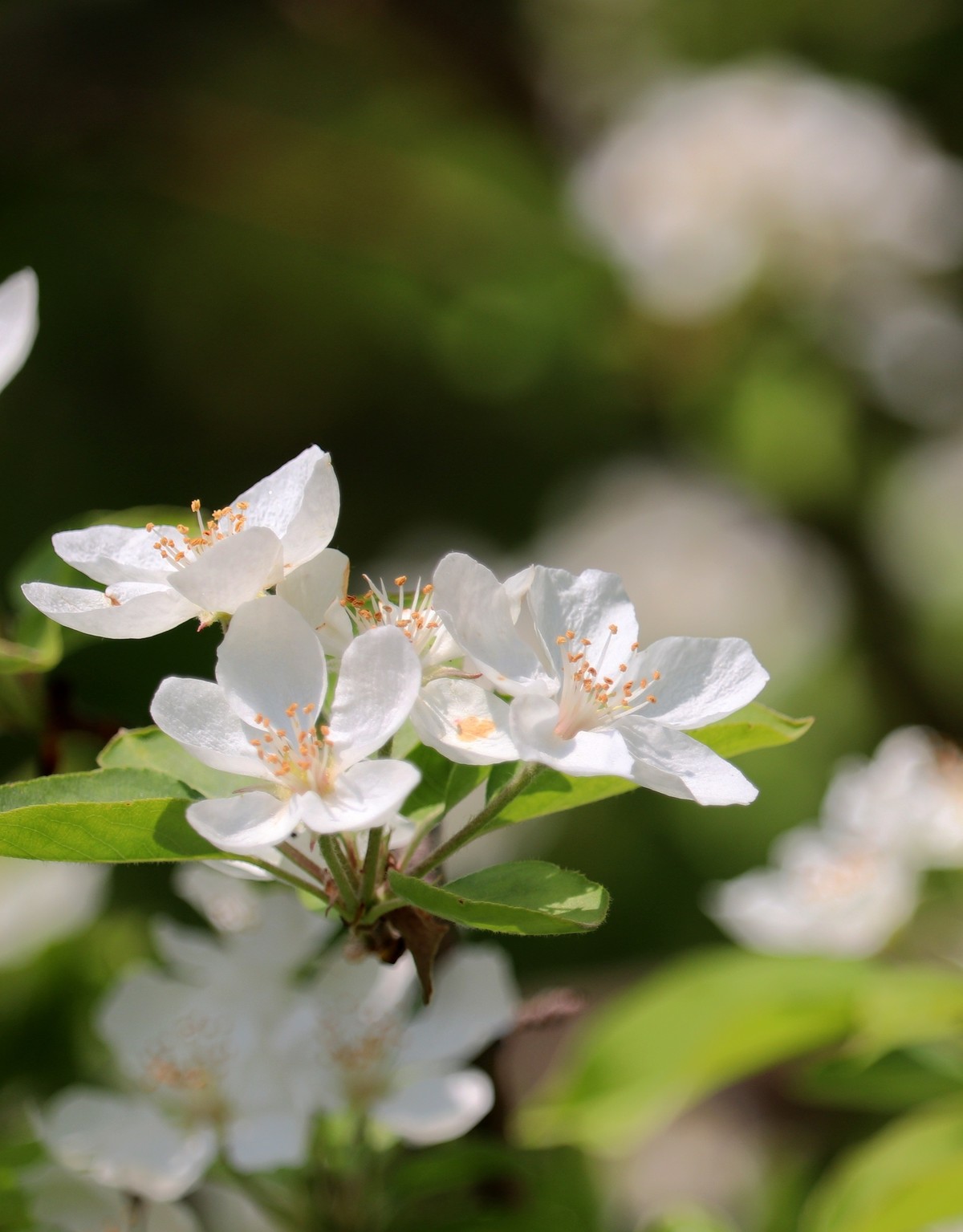 海棠花（旧片）-中关村在线摄影论坛