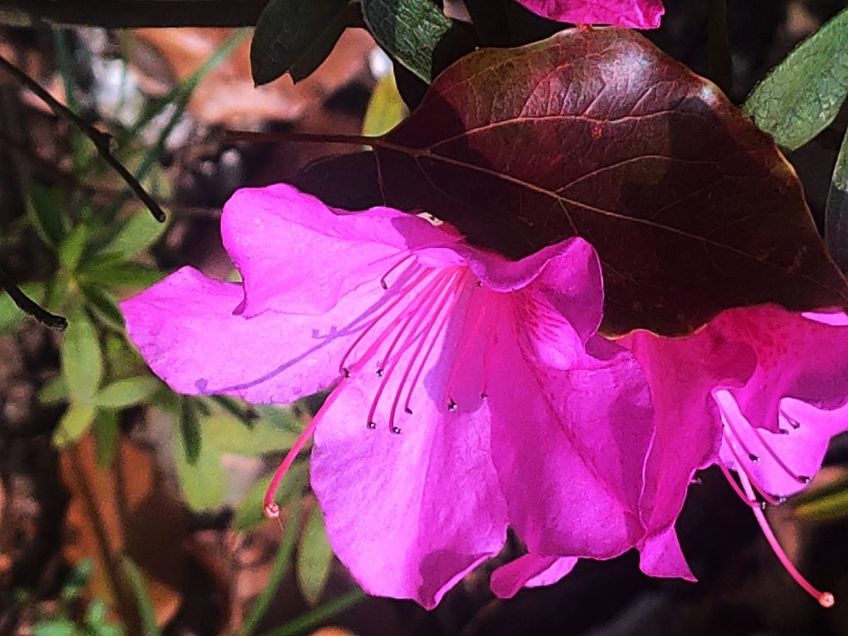 花卉系列【4137】-中关村在线摄影论坛