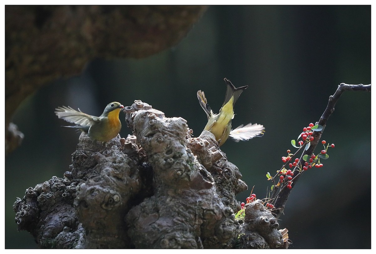 回归的相思鸟（二十三）-中关村在线摄影论坛