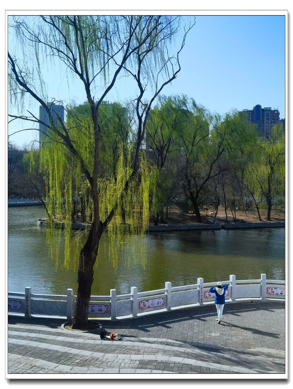 柳绿花红 2【2023-0226】-中关村在线摄影论坛