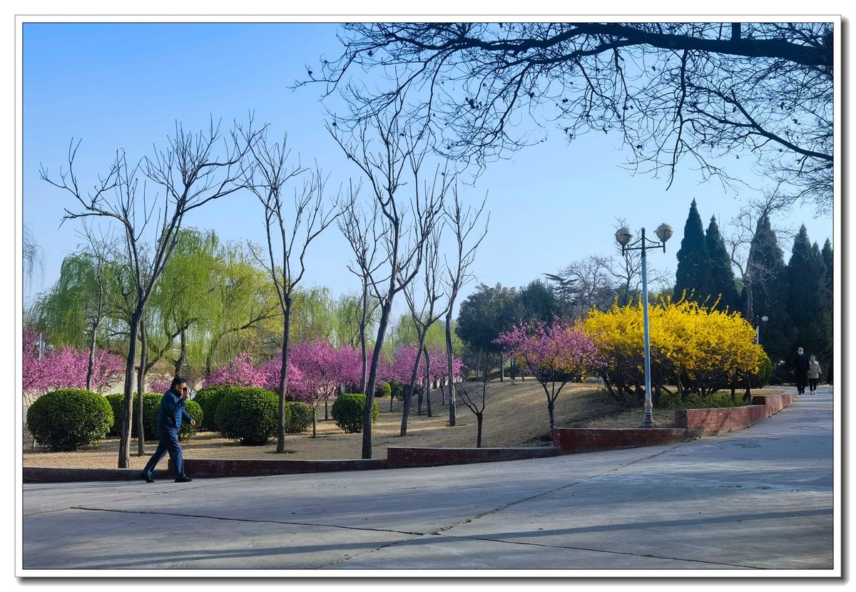 柳绿花红 2【2023-0226】-中关村在线摄影论坛