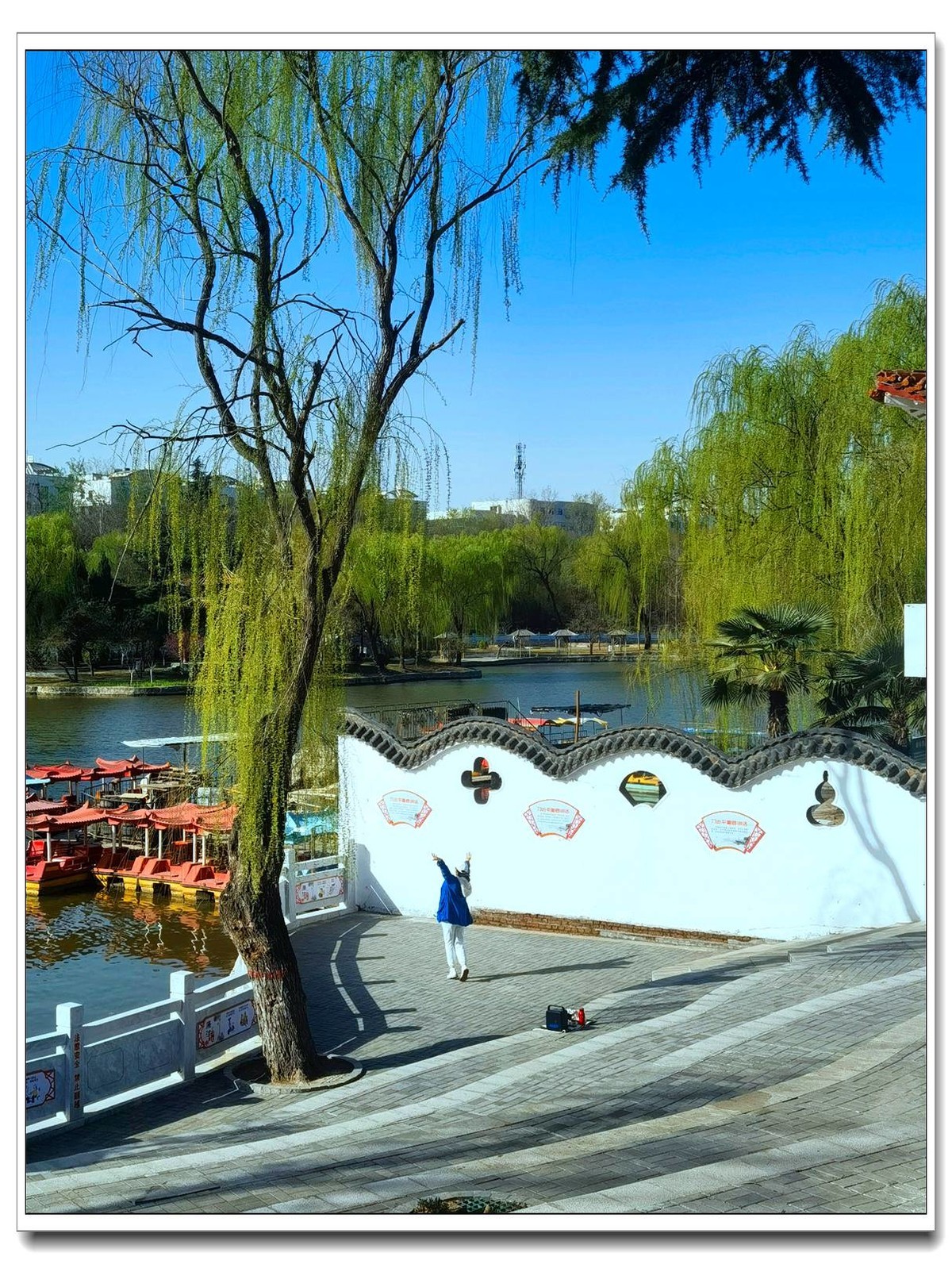 柳绿花红 2【2023-0226】-中关村在线摄影论坛