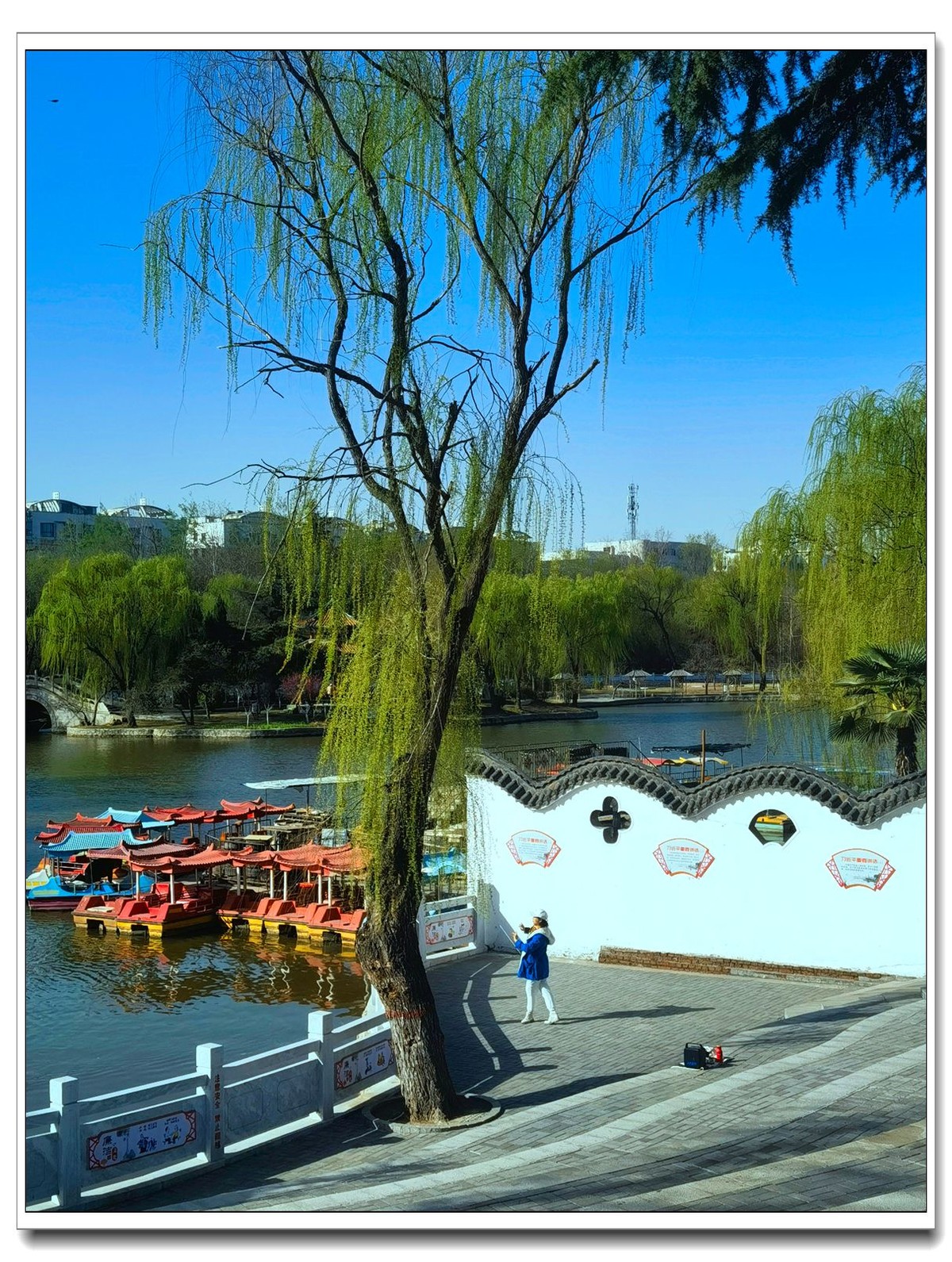 柳绿花红 3【2023-0227】-中关村在线摄影论坛