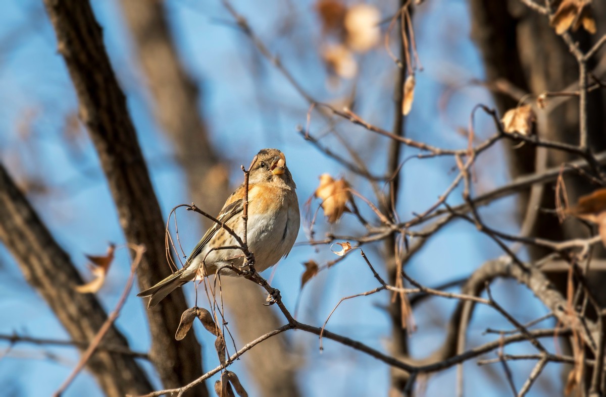 【高清图】燕雀（十四）-中关村在线摄影论坛