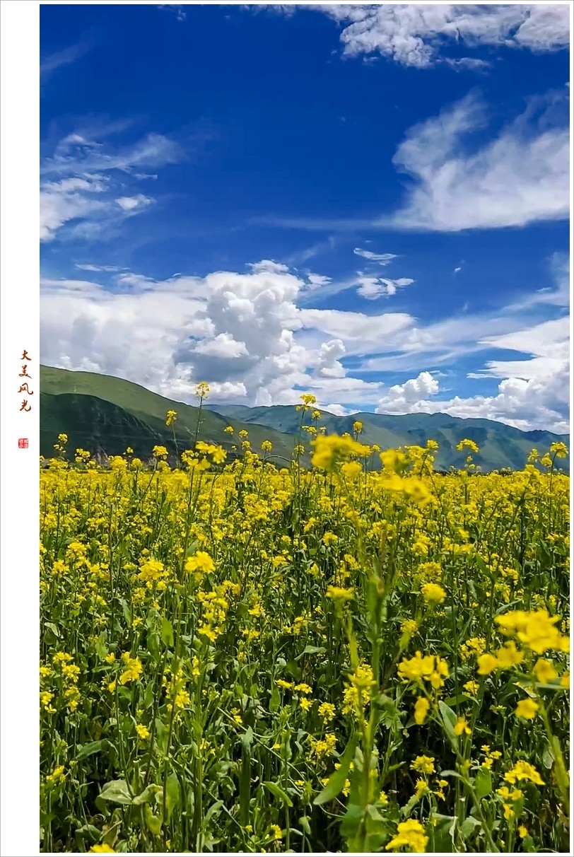 2023年第0522贴-墨脱油菜花抓拍（0720）-中关村在线摄影论坛