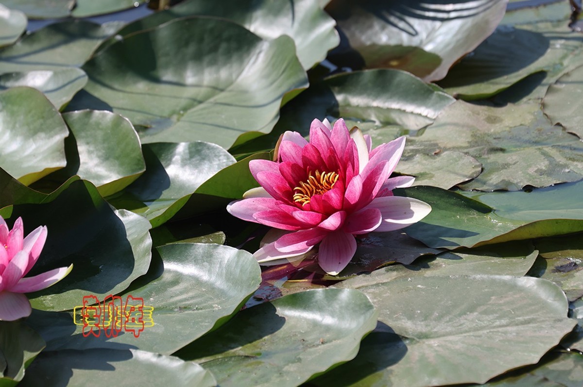 睡莲 18【2023-01027】-中关村在线摄影论坛