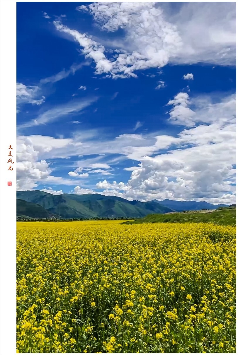 2023年第0522贴-墨脱油菜花抓拍（0720）-中关村在线摄影论坛