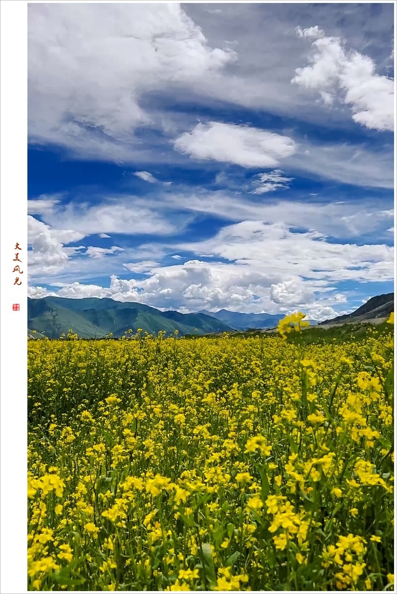 2023年第0522贴-墨脱油菜花抓拍（0720）-中关村在线摄影论坛